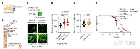 Nature及子刊：单不饱和脂肪酸（MUFAs）（油酸、棕榈油酸）延长寿命及机制研究 - 知乎
