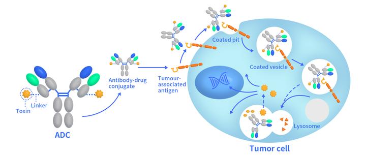 肿瘤免疫靶点 | ROR1 - 知乎