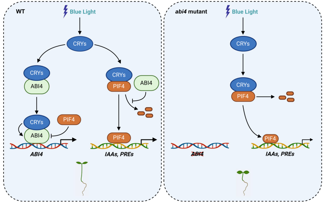 植物的“眼睛”——光受体 - 知乎