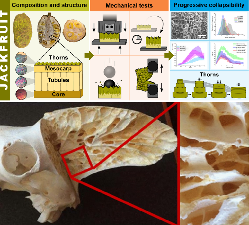 【期刊推荐】Acta Biomaterialia 详解：从材料结构到生物功能 - 知乎