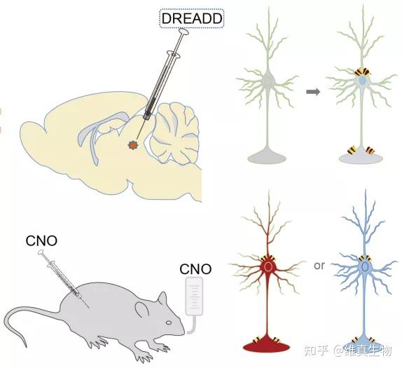 知识分享｜神经研究的重要工具-DREADDs技术 - 知乎