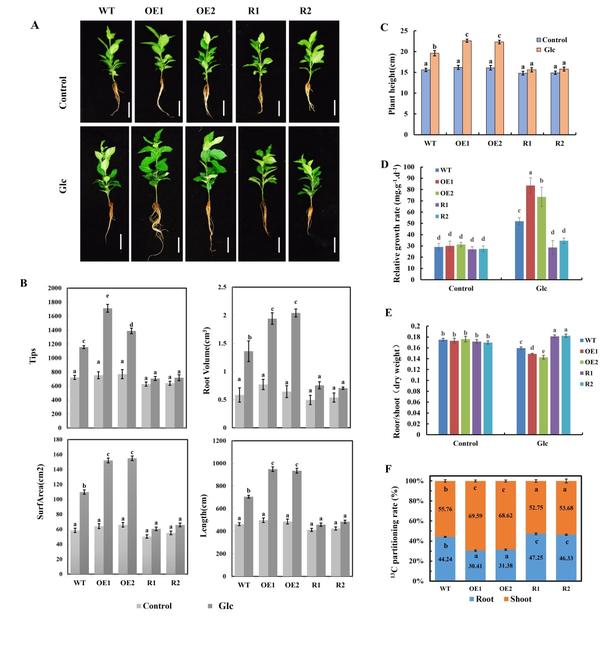 【Plant Physiol】苹果MdHT1.2基因介导根际葡萄糖摄取，从而调节植物碳水化合物的分配 - 知乎