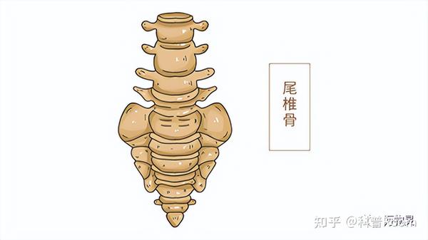 人类在进化过程中丢掉了尾巴，却为什么还要保留尾椎骨？ - 知乎