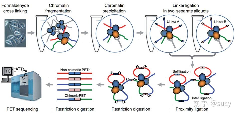 表观组学 - 知乎