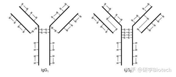 半胱氨酸偶联的IgG1/ IgG2抗体偶联药物(ADC)表征对比分析 - 知乎