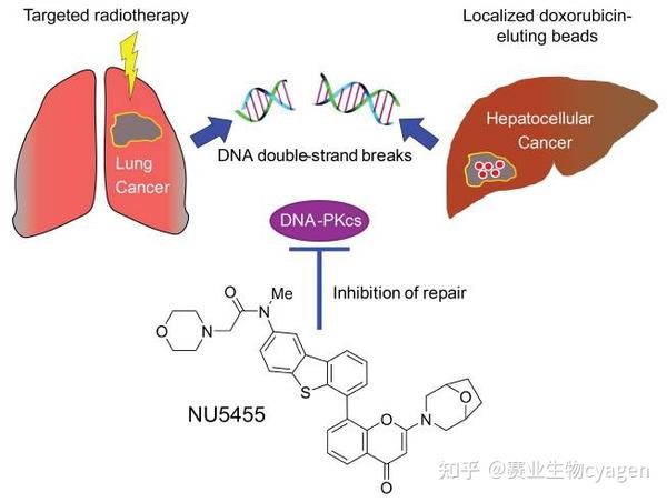 Prkdc基因及其在NHEJ中的作用 - 知乎
