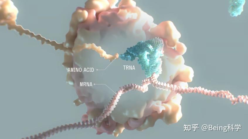 技术 | 如何定量分析tRNA的丰度和修饰？纳米孔RNA-seq大展身手！ - 知乎
