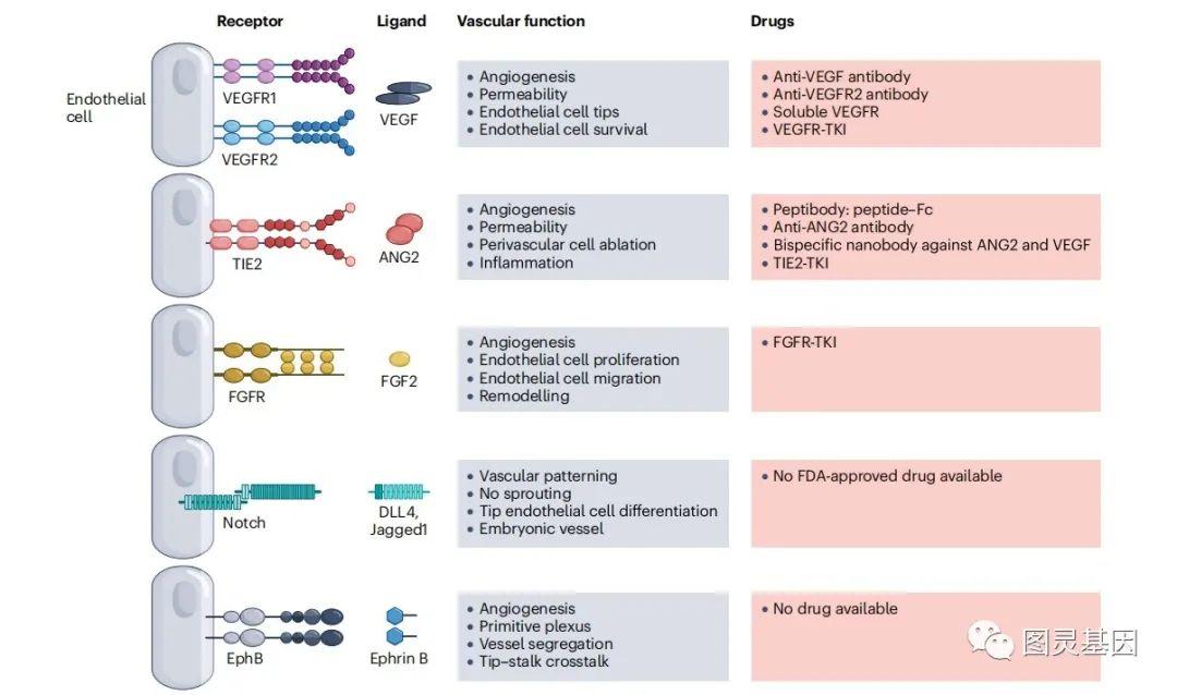 曹义海院士：肿瘤和眼科学中使用抗血管生成药物（AADs）的成功及挑战 - 知乎