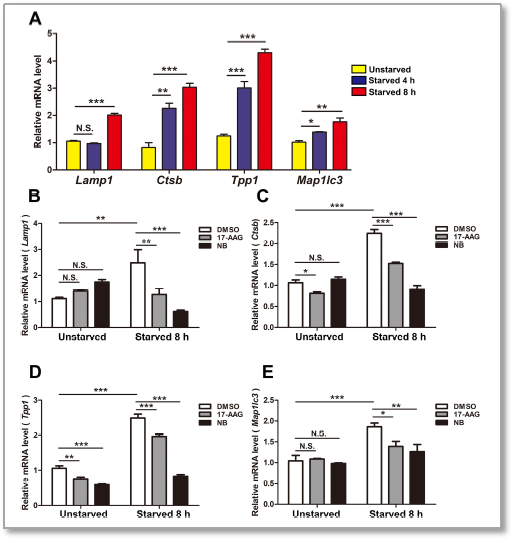 Autophagy︱杨倩课题组揭示转录因子TFEB入核调控新机制 - 知乎