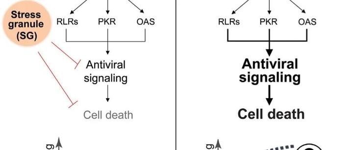 Molecular Cell丨应激颗粒是减震器，可防止对 dsRNA 产生过度的先天免疫反应 - 知乎