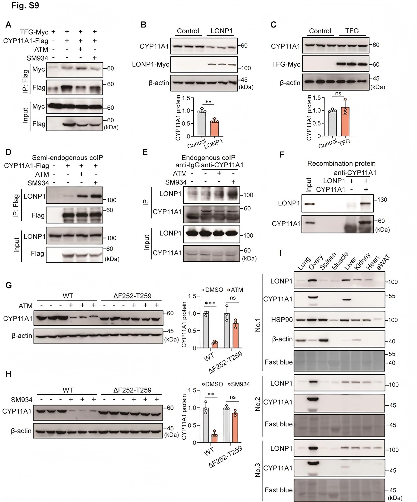 Science|复旦新发现：青蒿素通过介导LONP1-CYP11A1相互作用改善多囊卵巢综合征 - 知乎
