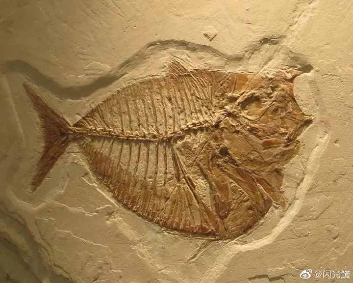 蒙特波卡：始新世的海洋之窗（1）（作者：达达） - 知乎