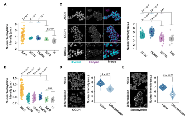 Science子刊丨细胞核内的三羧酸循环 - 知乎