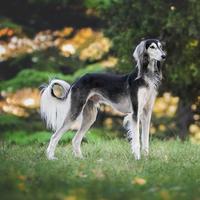 理想贾鹏英伟达GTC讲VLA 1228字省流版/完整图文/完整视频 - 知乎