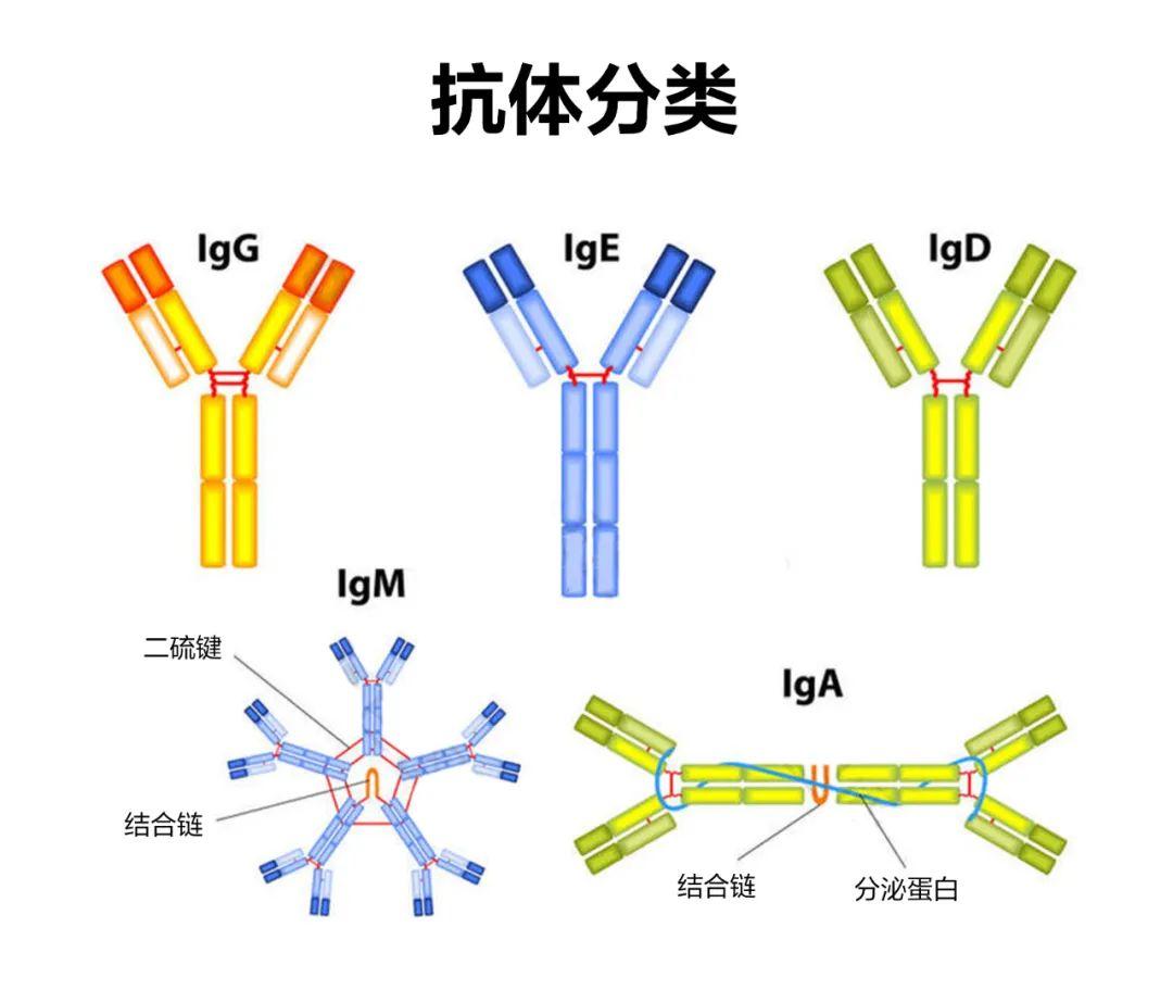 IgE是什么？与过敏有什么关系？ - 知乎