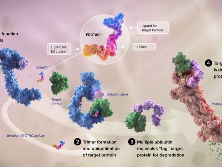 干货收藏！PROTAC技术详解 - 知乎