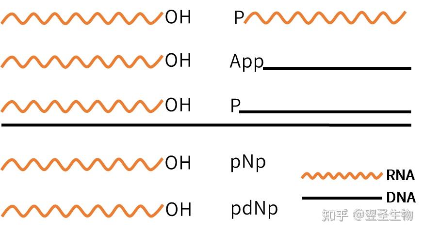 干货│T4 RNA Ligase 1：RNA研究的多功能粘合剂 - 知乎