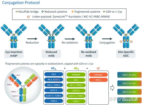 国内外知名企业ADC技术平台(第四期, Zymeworks) - 知乎