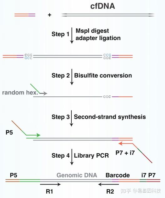 易基因｜干货：cfDNA甲基化测序实验怎么做，看完你就知道了 - 知乎