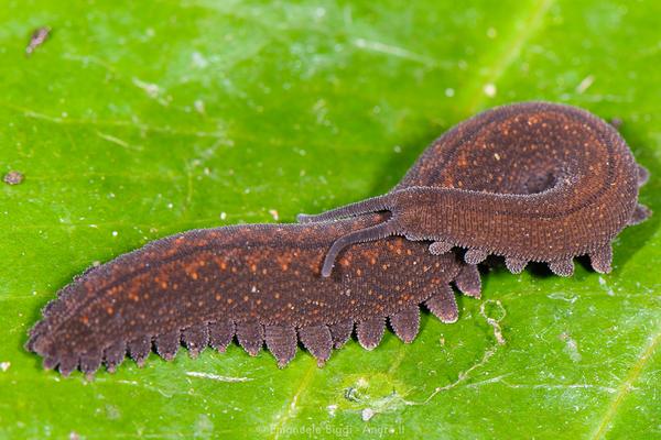 【地球演义】续·漫步者 - 知乎