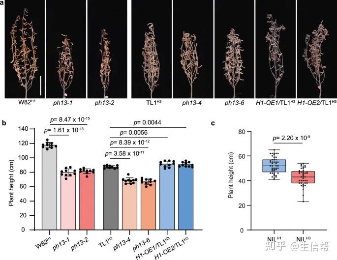 NC｜PH13改善大豆的抗阴影特性，并增强了在高纬度地区产量(附审稿意见) - 知乎