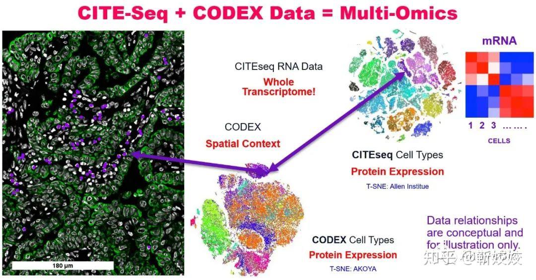 CODEX单细胞空间蛋白组学平台助力Multi Omics多组学联合分析 - 知乎