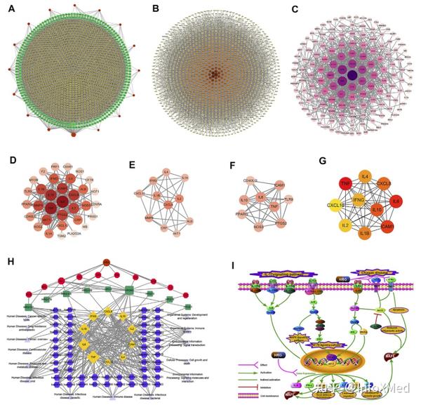 文献解读：JCR | 揭示HRG治疗非酒精性脂肪肝的作用机制 - 知乎