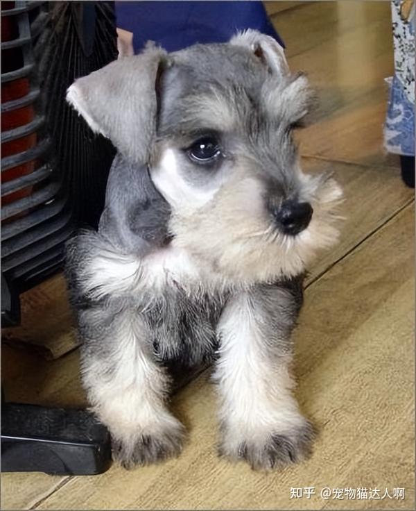 狗界5种“小型犬”，公认好养不拆家，养着很放心！ - 知乎