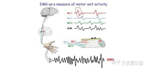 干货|一文详解sEMG表面肌电 - 知乎