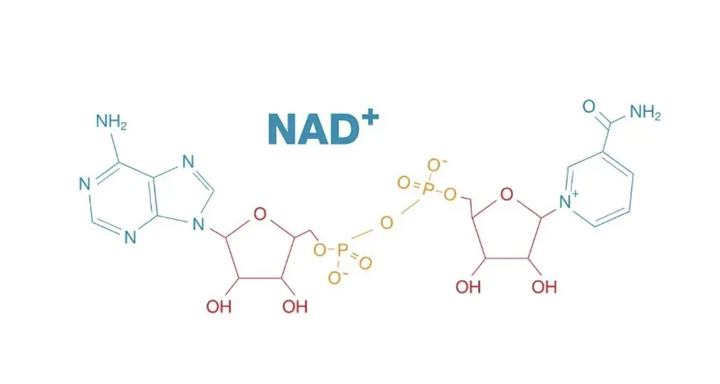NAD+科普丨NAD+：决定衰老的关键分子，为什么我们人体需要额外补充NAD+？ - 知乎