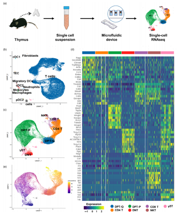 项目文章 | 单细胞测序揭示共刺激分子CD226对胸腺T细胞发育的影响 - 知乎