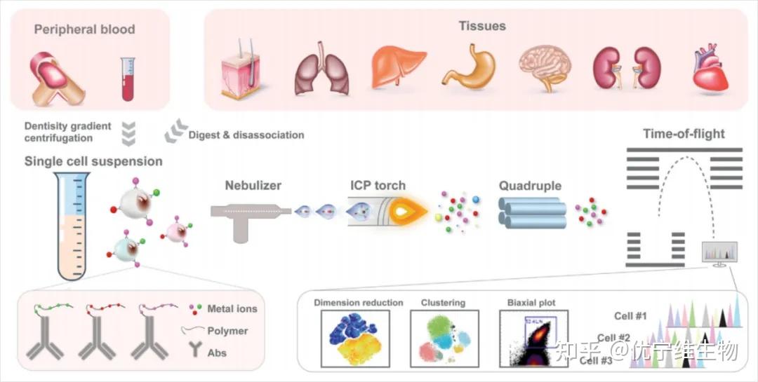 两篇高分文献带您了解质谱流式(CyTOF)的应用 - 知乎