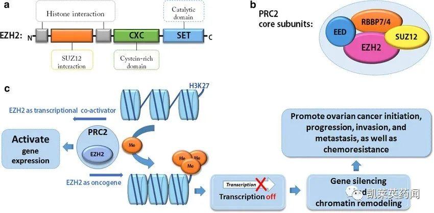 基于表观遗传的肿瘤免疫药物：EZH2抑制剂的研究进展 - 知乎