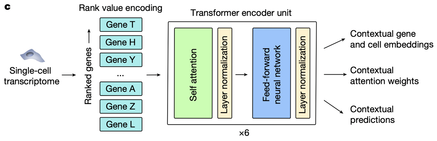 (五) Geneformer 技术解读 ｜ 利用基因名字排序进行语言建模 - 知乎