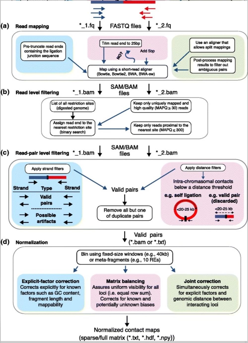 三维基因组学研究的是什么？什么是 Hi-C 技术？为什么 Hi-C 技术这么火？ - 知乎