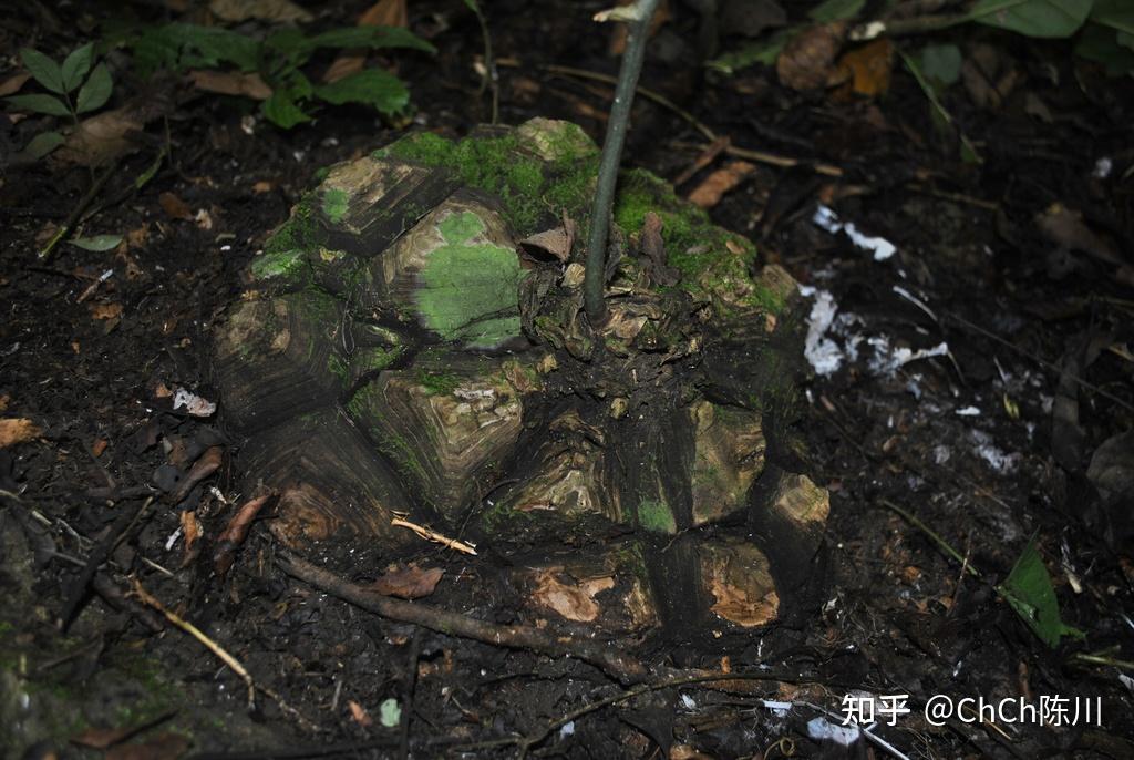 多肉植物全图鉴11：薯蓣科（Dioscoreaceae），薯蓣属（Dioscorea） - 知乎