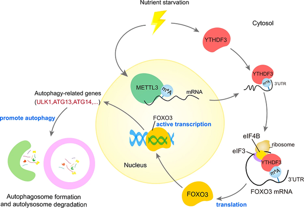 Nat Commun | 南方医科大学团队首次解析m6A阅读器YTHDF3诱导自噬的机制 - 知乎