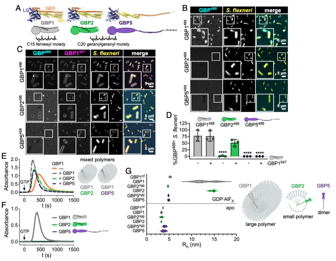 PNAS丨LPS 聚集蛋白 GBP1 和 GBP2 都足以增强体内和离体的 caspase-4 活化 - 知乎