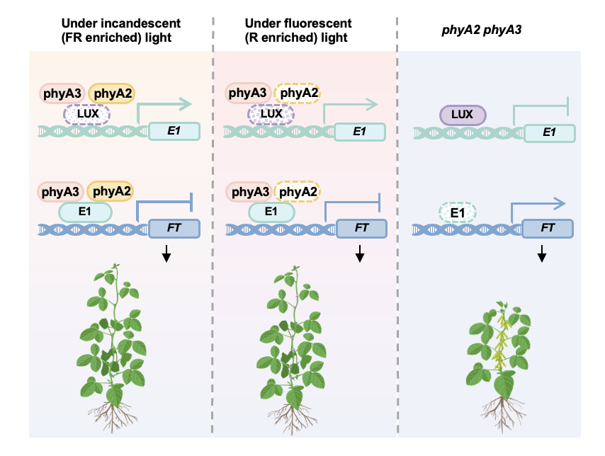 PNAS | 孔凡江/刘宝辉团队解析phyA调控光周期开花的分子机制 - 知乎