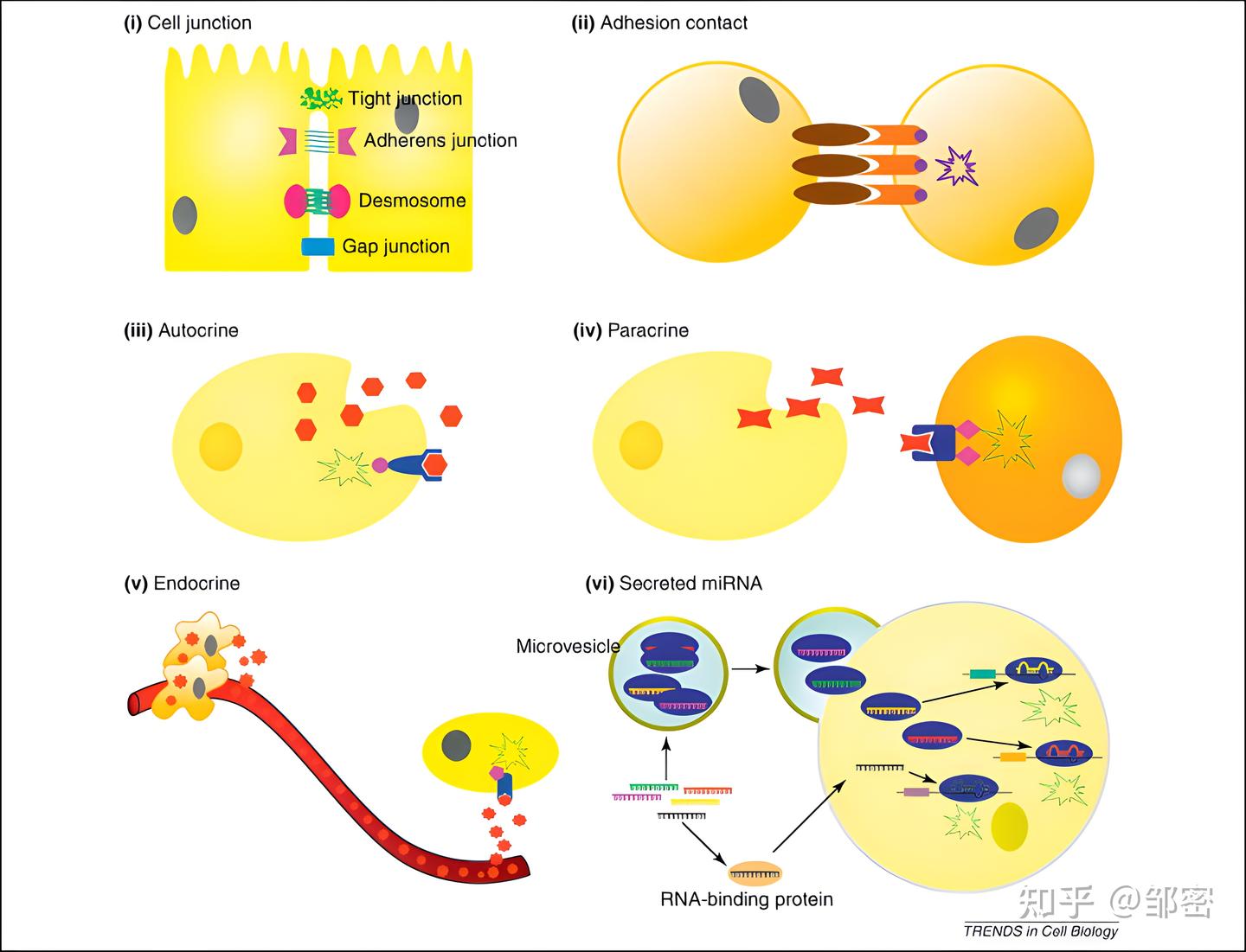 如何定义衰老（八）干细胞耗竭与细胞间通讯改变 - 知乎