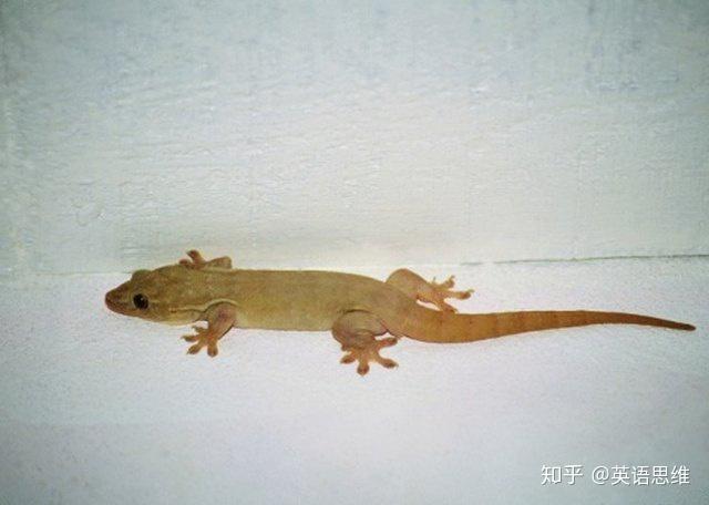 都可以表示“爬行”，climb、crawl、creep之间有什么区别？ - 知乎