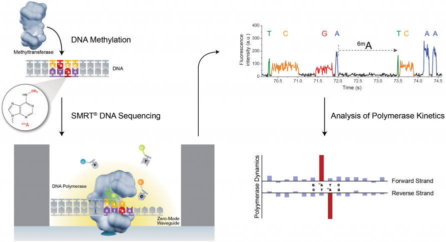 能说说测序仪的测序技术和原理是什么吗？ - 知乎