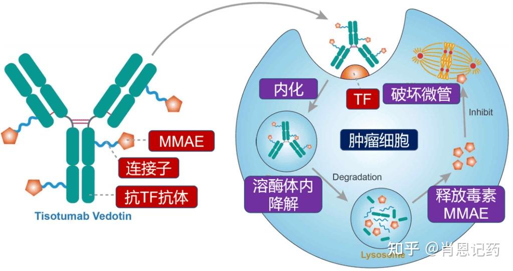 记住所有FDA生物药 | 靶向TF ADC | TIVDAK® tisotumab vedotin 维替索妥单抗 | 宫颈癌 - 知乎