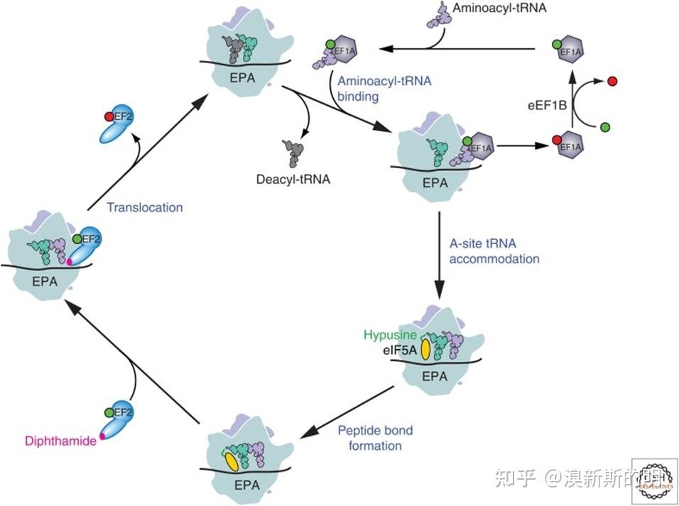mRNA mRNA