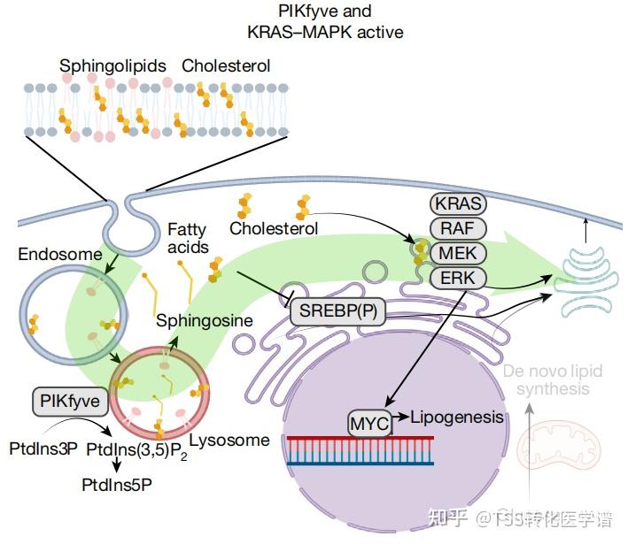 【Nature】胰腺癌中肿瘤代谢型合成致死的新靶点: PIKfyve - 知乎