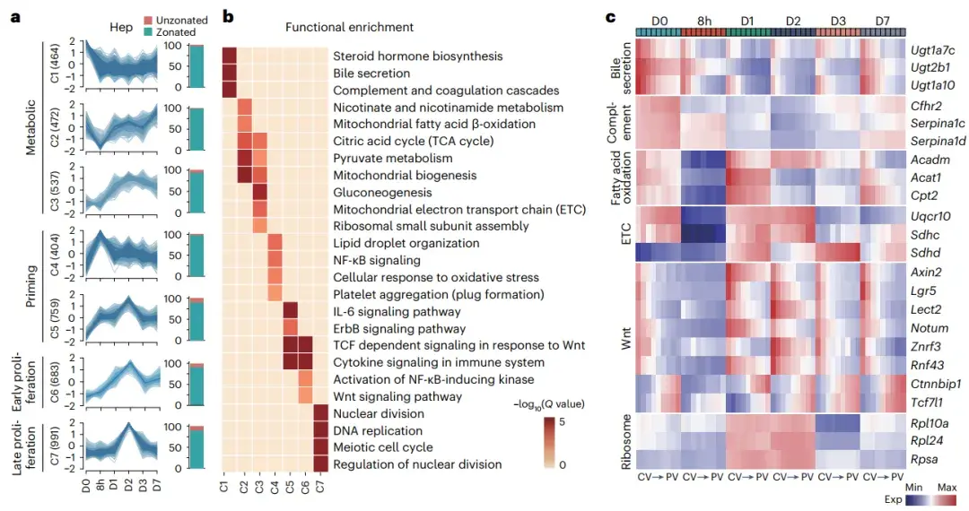 Nature Genetics | Stereo-seq助力构建小鼠肝脏稳态及再生模型的时空转录图谱 - 知乎