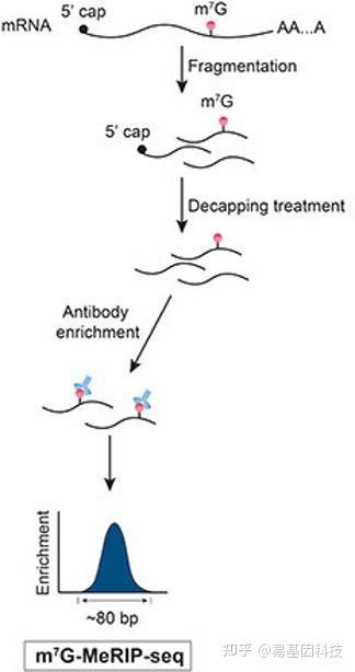 易基因｜RNA m7G甲基化测序（m7G-MeRIP-seq） - 深圳市易基因科技 - 博客园