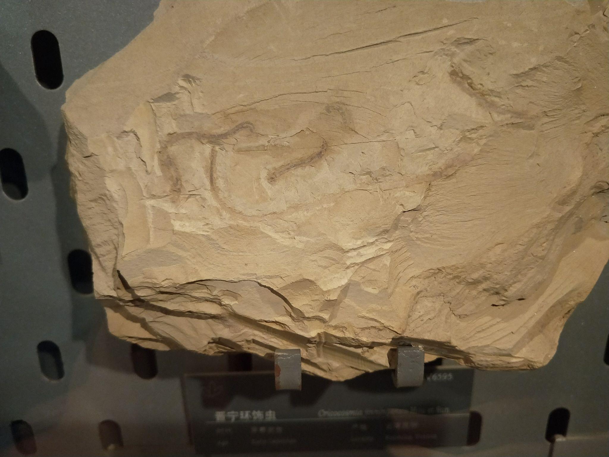 地质博物馆记行：馆藏.寒武纪篇 - 知乎