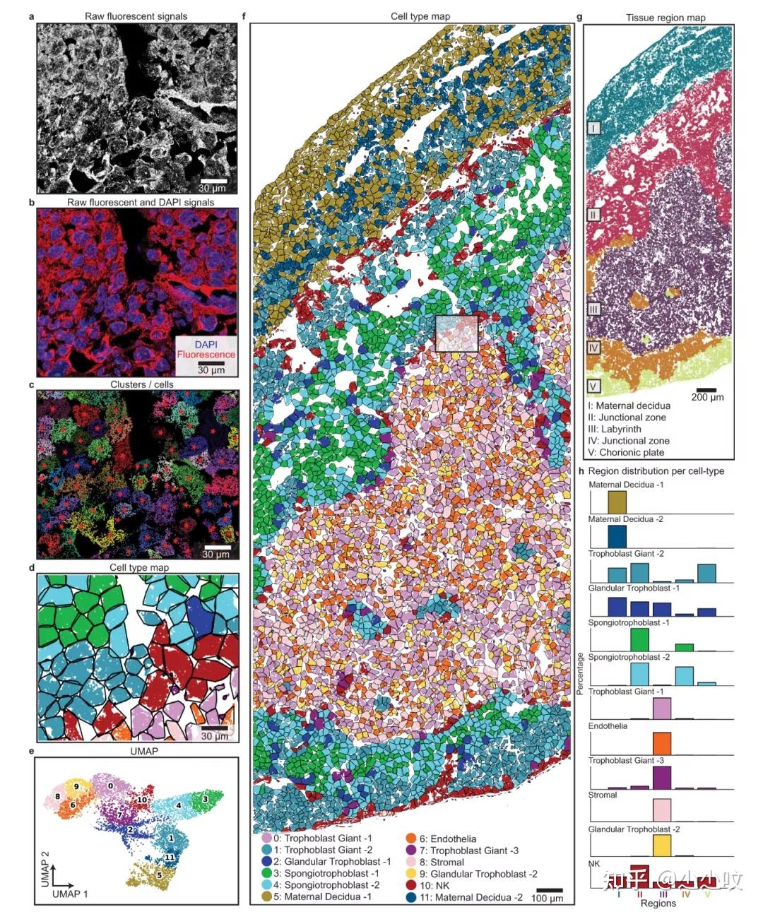 ClusterMap：用于空间基因表达的多尺度聚类分析 | 空间转录组分析工具推荐 - 知乎