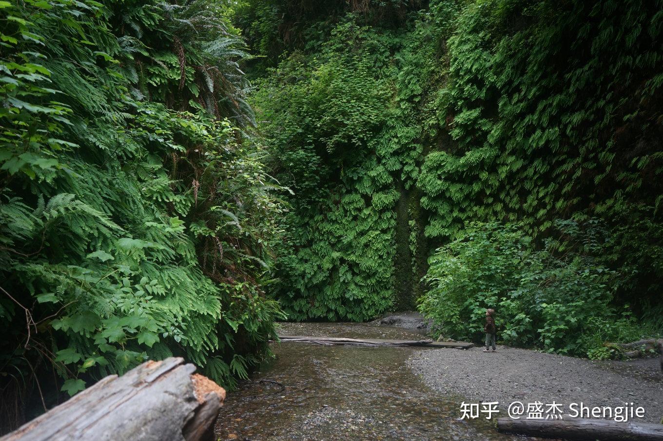 加州 California | 海边的亥伯龙 | 红杉国家公园(Redwoods National Park) - 知乎